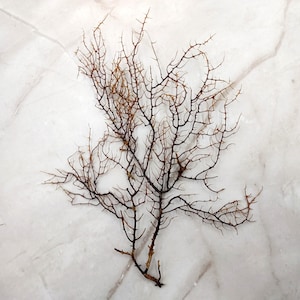 Black Sea Fan Coral Gorgonia Ventalina (1 Fan Approx. 5-6+ Inches) Dark ...