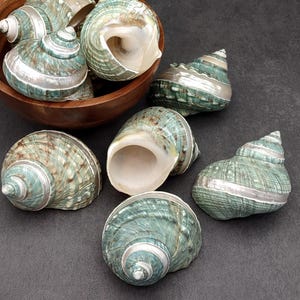 Polished Jade Green Turbo Seashell With Pearlized Stripe Turbo Burgessi ...