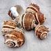 King Crown Conch Seashells Brown Striped Melongena Corona (2 Shells ...