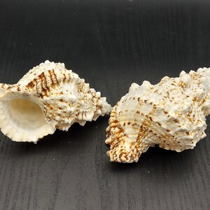 Giant Frog Seashell Bursa Bubo (1 Shell 4+ Inches) Lovely Shells for ...