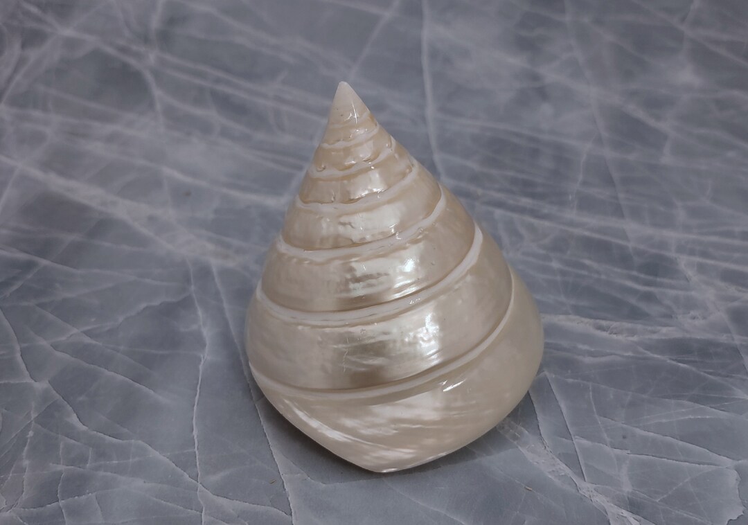 Pearlized Trochus Seashell Trochus Niloticus 1 Shell - Etsy
