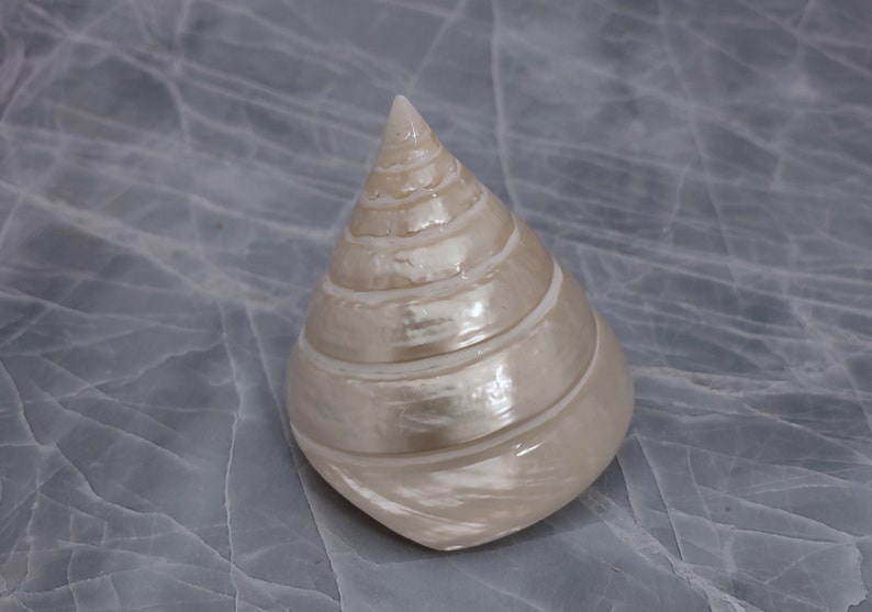 Pearlized Trochus Seashell Trochus Niloticus 1 Shell - Etsy