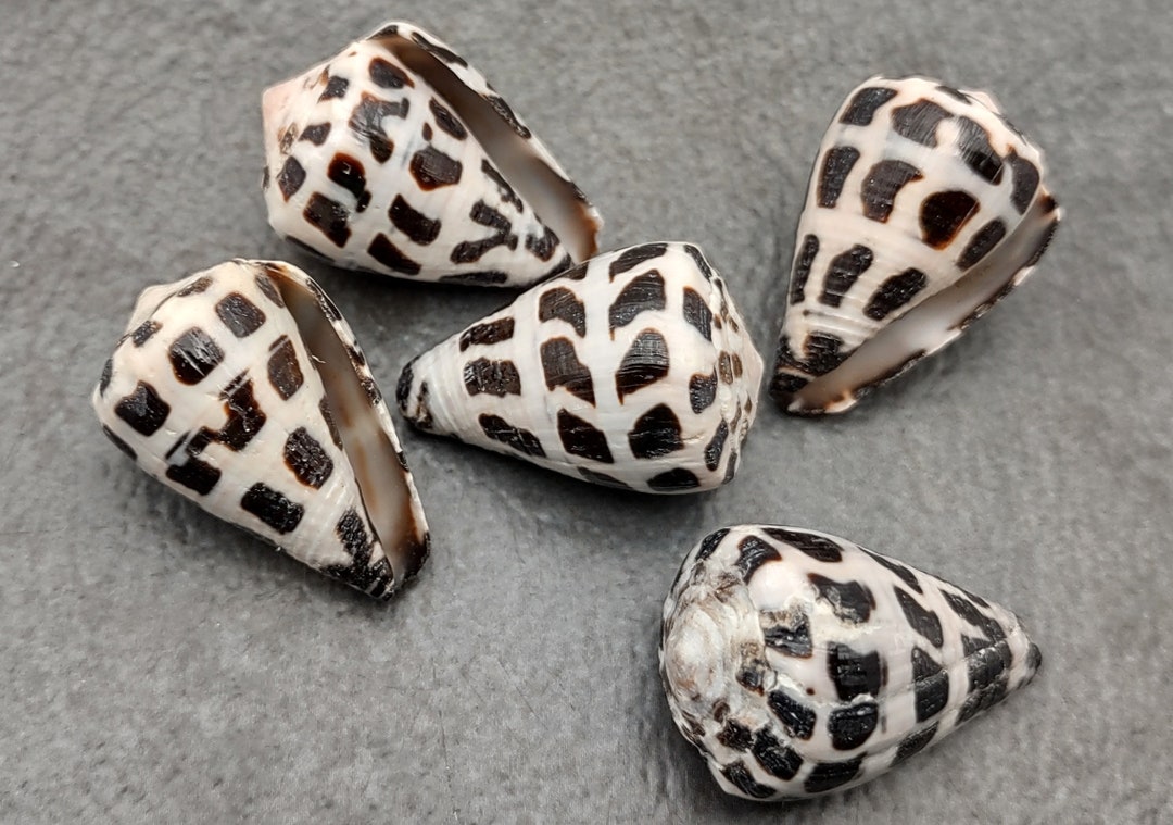 Medium Hebrew Cone Seashells Conus Ebraeus 5 Shells Approx. 1 Inches ...