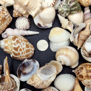 Indian Ocean Seashell Mix (approx. 1 Kilogram 160+ Shells 0.5-2+ Inches ...