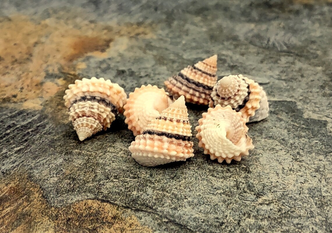 Coronate Prickly Winkle Seashells tectarius Coronatus 6 - Etsy