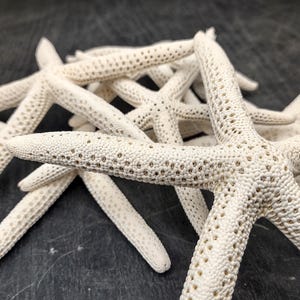 White Finger Starfish (2 Starfish Approx. 5+ Inches) White Linckia ...