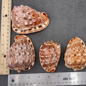 Baby Bull's Mouth Helmet Seashell Cassis Rufa (1 Shell Approx. 3 ...