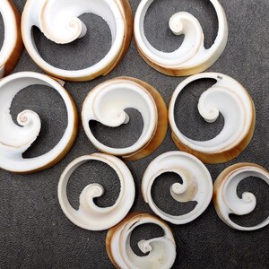 Ring Cut Tibia Conch Seashells White Brown Sliced Tibia Curta (10 ...