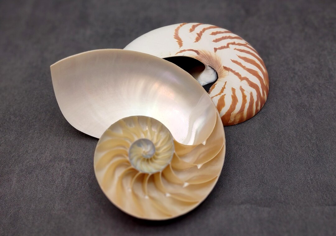 Natural Nautilus Seashell Half Cut Pair Nautilus Pompilius (1 Shell ...