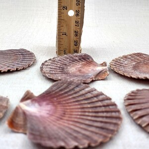 Mexican Flat Scallop Seashells Red Brown Pecten Vogdesi (10 Shells ...