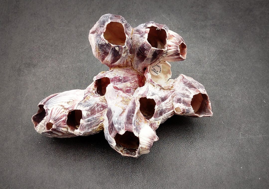 Purple White Barnacle Cluster (1 Barnacle Cluster Approx. 3-4+ Inches ...