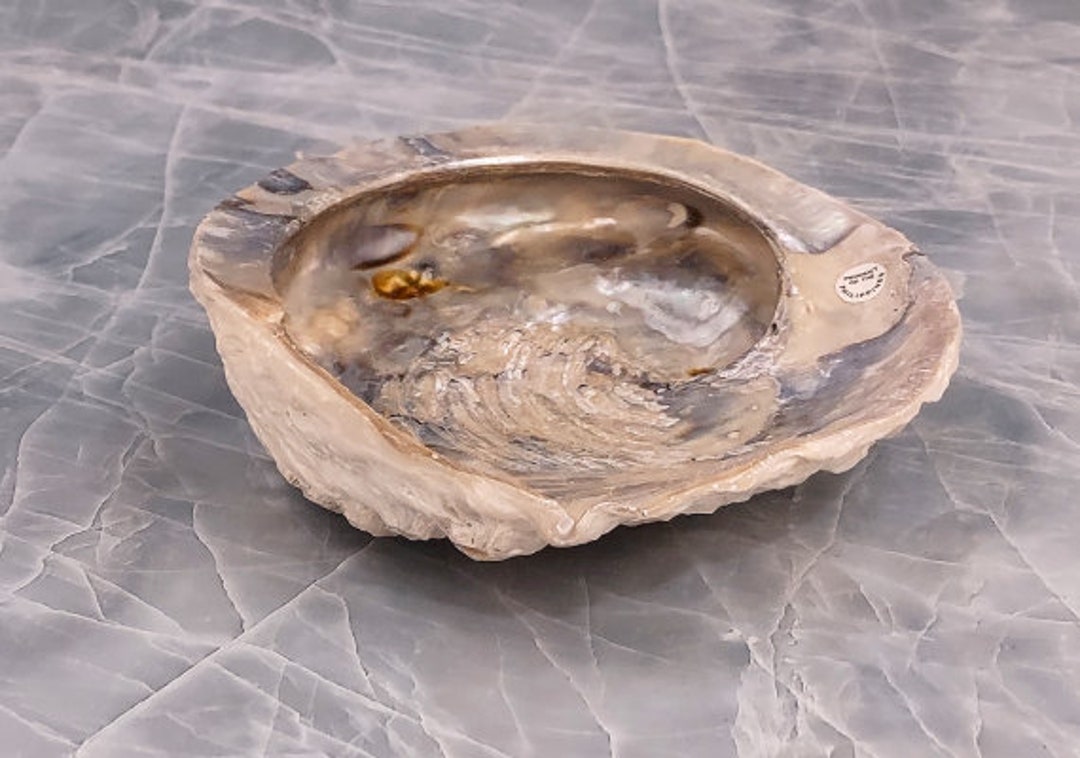 Midas South African Abalone Shell Haliotis Midae 1 Shell, 6-6.5 Inches ...