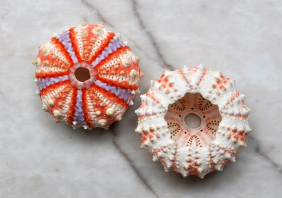 Deep Water Philippine Sea Urchin Coelopleurus Mailardii 1 Urchin Approx ...