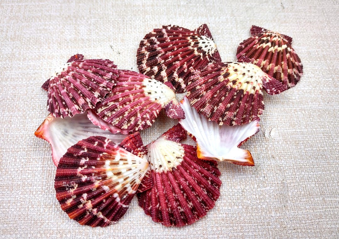 Royal Cloak Scallop Seashells Red Purple Pecten Pallium (10 Shells ...