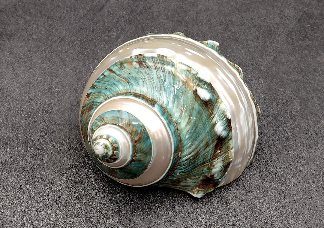 Polished Jade Green Turbo Seashell With Pearlized Stripe Turbo Burgessi ...