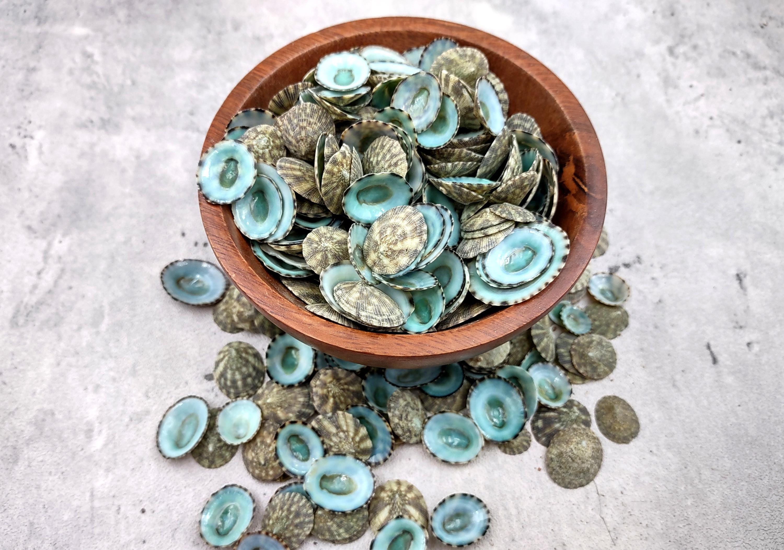 Green Limpet Seashells Sutorria Mesoleuca (1 Cup Approx. +/-220 Shells ...