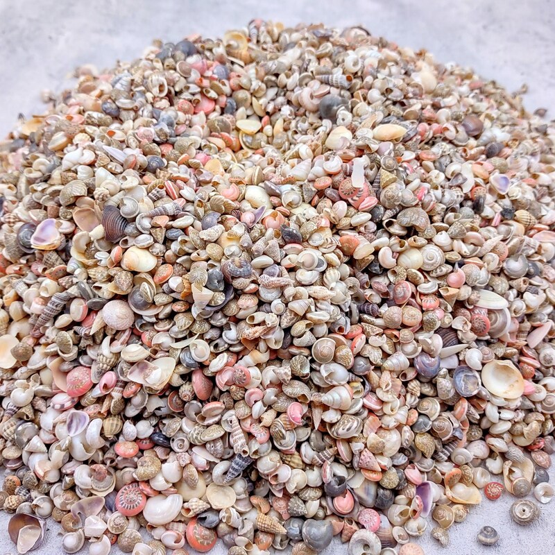 Tiny Seashells - Etsy