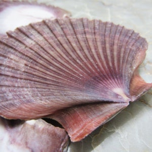 Mexican Flat Scallops Pecten Vogdesi 10 Shells Approx. 2-3 Inches - Etsy