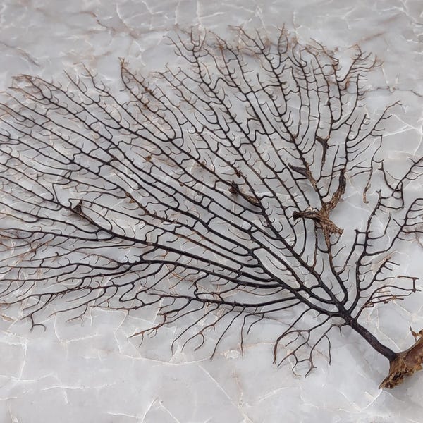 Sea Fan - Etsy