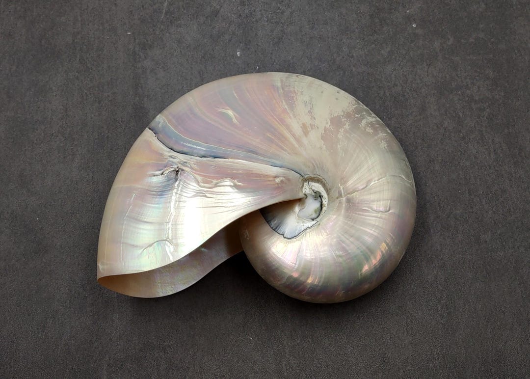 Pearlized Nautilus Seashell Polished Nautilus Pompilius (1 Shell Approx. 7.5+ Inches) Pearlized ...