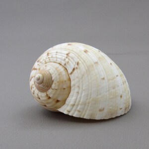 China Tun Seashell Tonna Chinensis 1 Shell Approx. 2-3 Inches - Etsy