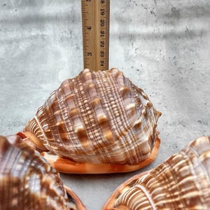 Bullmouth Helmet Seashell Cassis Rufa (1 Shell Approx. 5+ Inches ...
