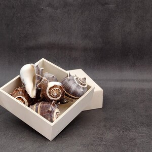 King Crown Conch Seashells Melongena Corona 2 Shells Approx. 2 Inches ...