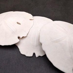 Arrowhead Sand Dollar Shell Extra Large Encope Michelini 1 Shell Approx ...