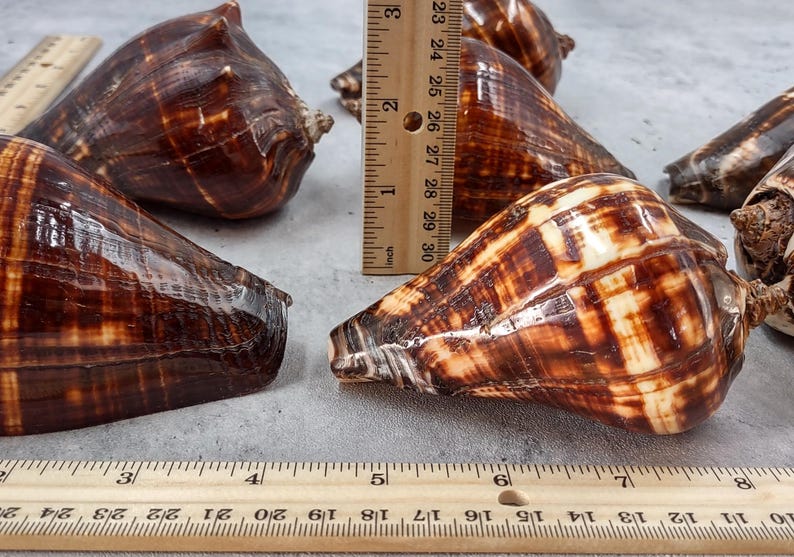 Fiber Conch Seashell Dark Brown Melongena Patula (1 Shell Approx. 4 ...