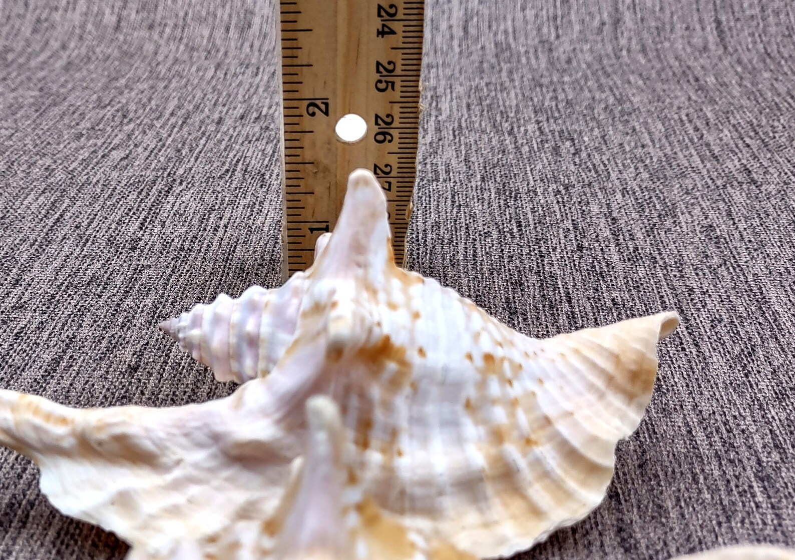 Rooster Conch Seashell Strombus Gallus (1 Shell Approx. 4+ Inches ...