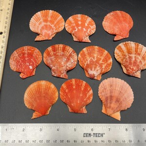 Amber Orange Scallop Seashell Halves Noble Pecten Nobolis (approx ...