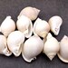 Shark Eye Moon Seashells Polinices Duplicatus (10 Shells Approx. 1 ...