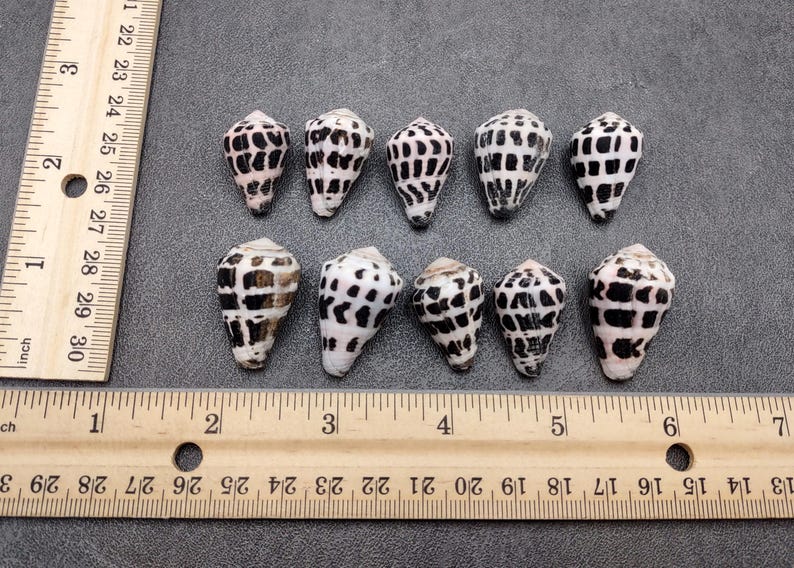 Medium Hebrew Cone Seashells Conus Ebraeus (5 Shells Approx. 1+ Inches ...