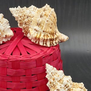 Giant Frog Seashell Bursa Bubo 1 Shell 4 Inches Perfect Shells for Any ...