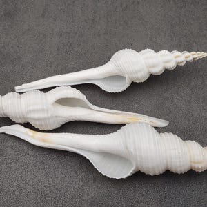 Distaff Spindle Seashells Fusinus Colus (3 Shells Approx. 4+ Inches ...