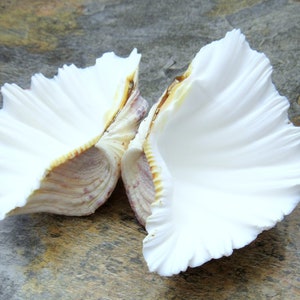Bear Paw Clam Seashell Hippopus Hippopus 1 Shell Approx. - Etsy