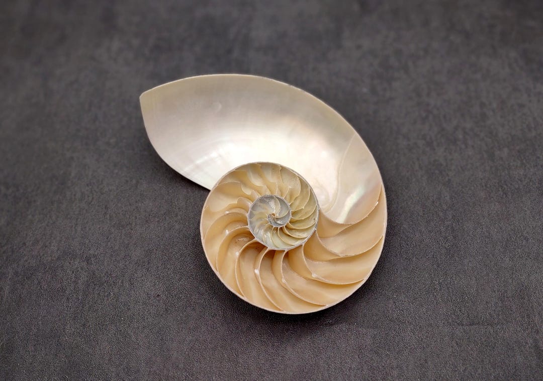 Natural Nautilus Seashell Right Cut Single Half Nautilus Pompilius (1 ...