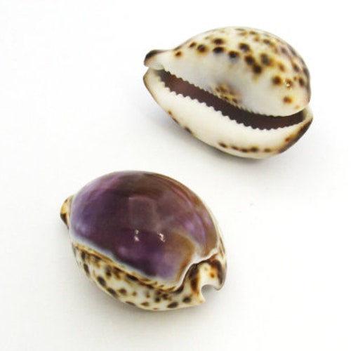 Tiger Cowrie Purple Top Seashells cypraea Tigris - Etsy