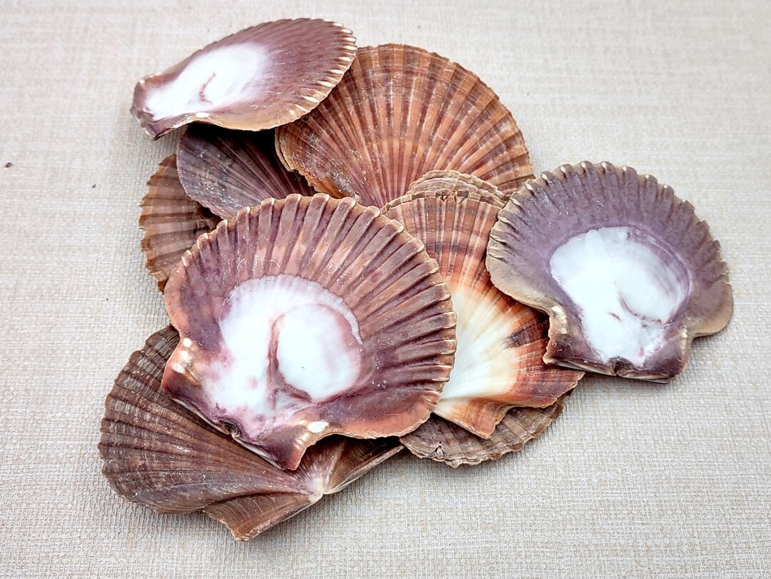 Mexican Flat Scallop Seashells Pecten Vogdesi (10 Shells Approx. 2 ...