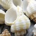 Nutmeg Snail Seashells Cancellara Undulata (15 Shells Approx. 1+ Inches ...