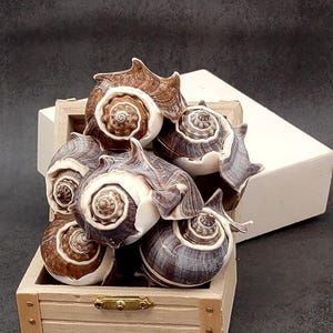 King Crown Conch Seashells Melongena Corona (2 Shells Approx. 2+ Inches ...