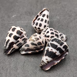 Medium Hebrew Cone Seashells Conus Ebraeus (5 Shells Approx. 1+ Inches ...