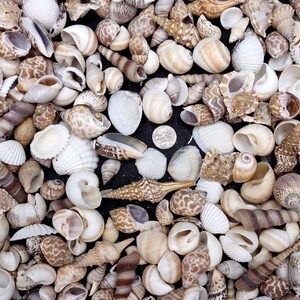 Small Seashell Assorted Ocean Mix (approx. 1 Kilogram 300+ Shells 0.5 ...