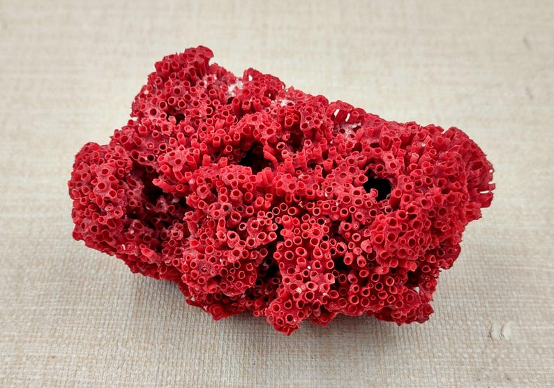 Red Pipe Organ Coral Fragment Tubipora Musica (1 Coral Approx. 3 ...