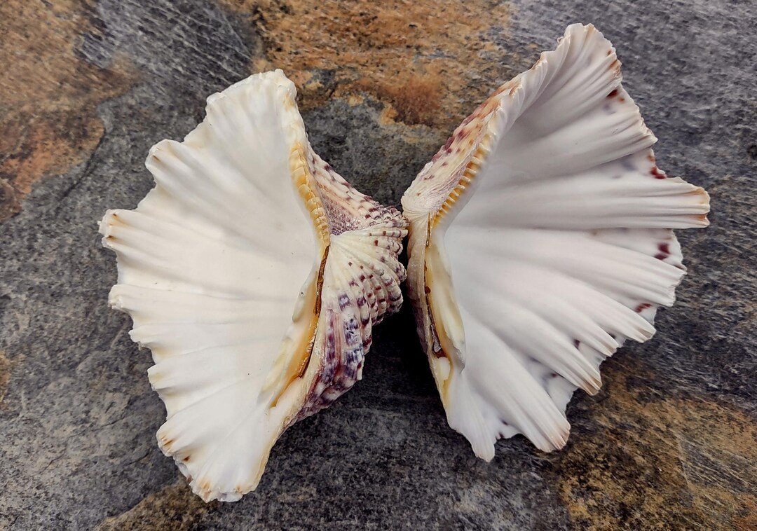 Bear Paw Clam Seashell Hippopus Hippopus (1 Shell Approx. 4+ Inches ...