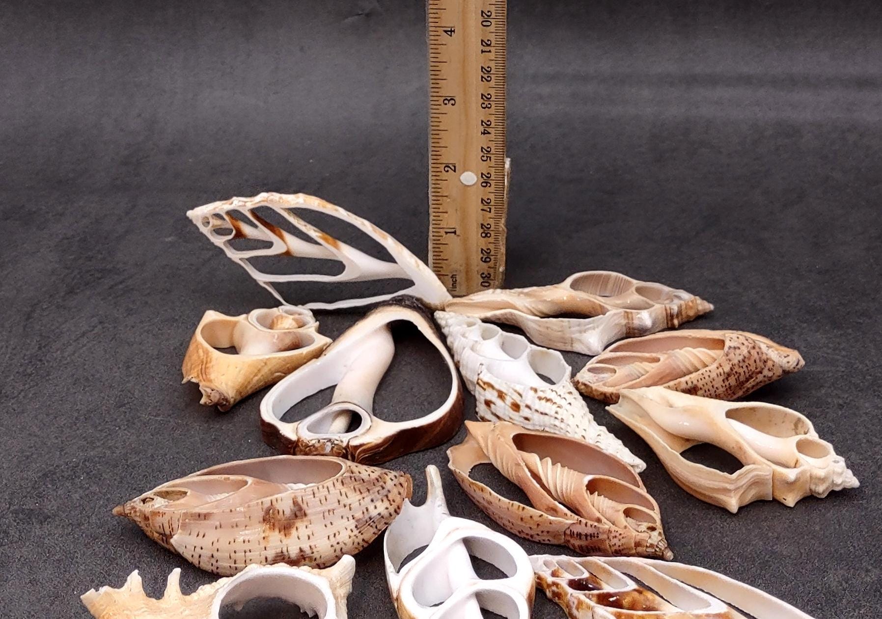 Center Cut Sliced Extra Large Seashell Assortment (3 Shells Approx. 3 ...