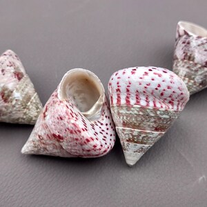 Strawberry Trochus Seashells Red White Rochia Conus (4 Shells Approx. 1 ...