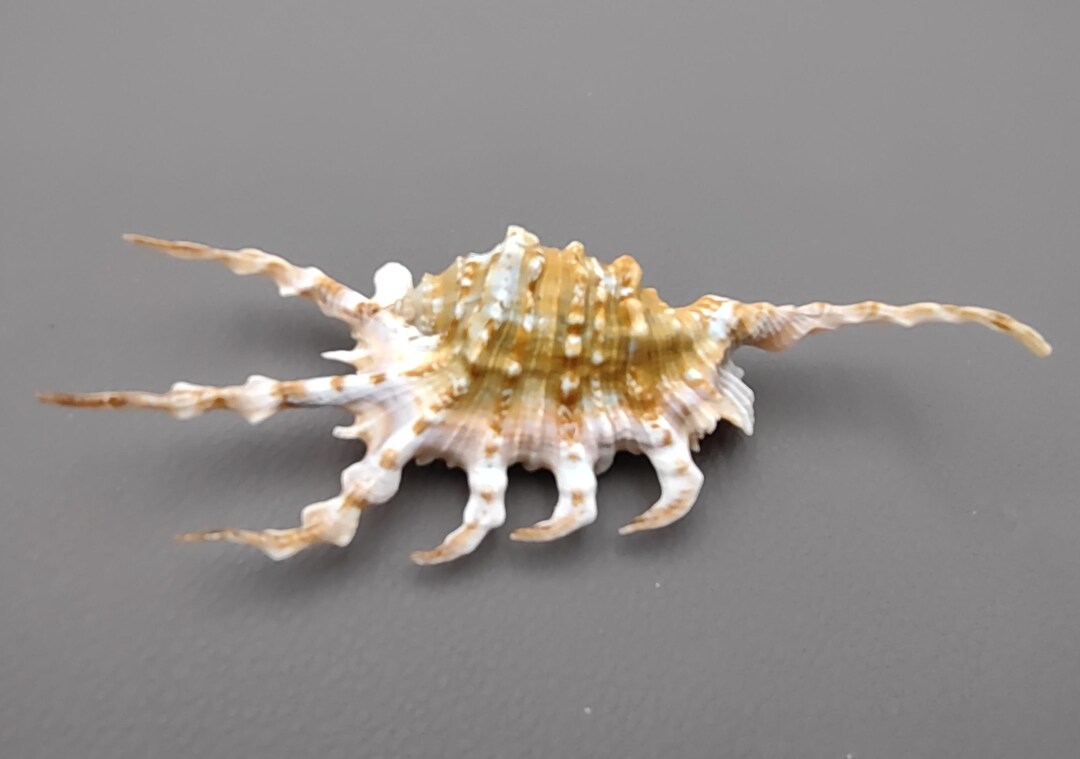 Scorpion Spider Conch Seashell Lambis Scorpio (1 Shell Approx. 4-6 ...