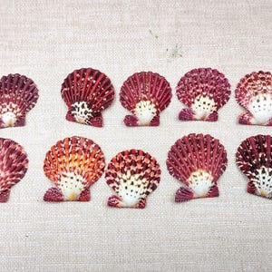 Royal Cloak Scallop Seashells Pecten Pallium (10 Shells Approx. 1 ...