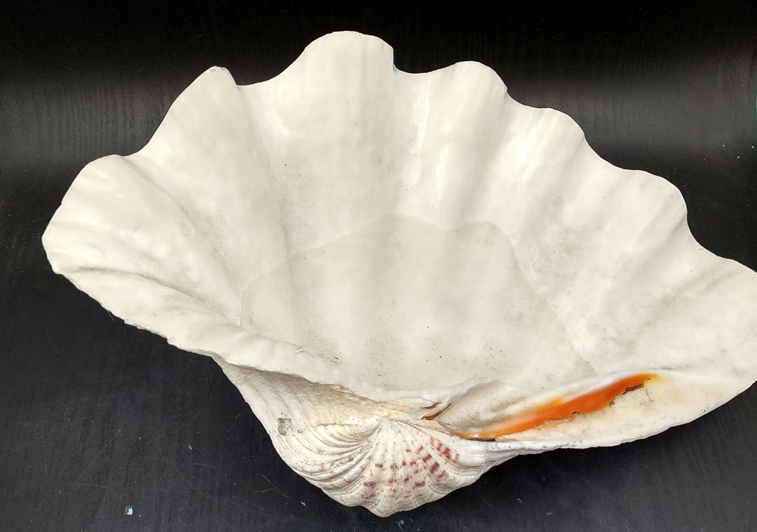Giant Clam Shell Half (1 Half Shell Approx. 15.25L X 4.5H X 9.5D Inches ...
